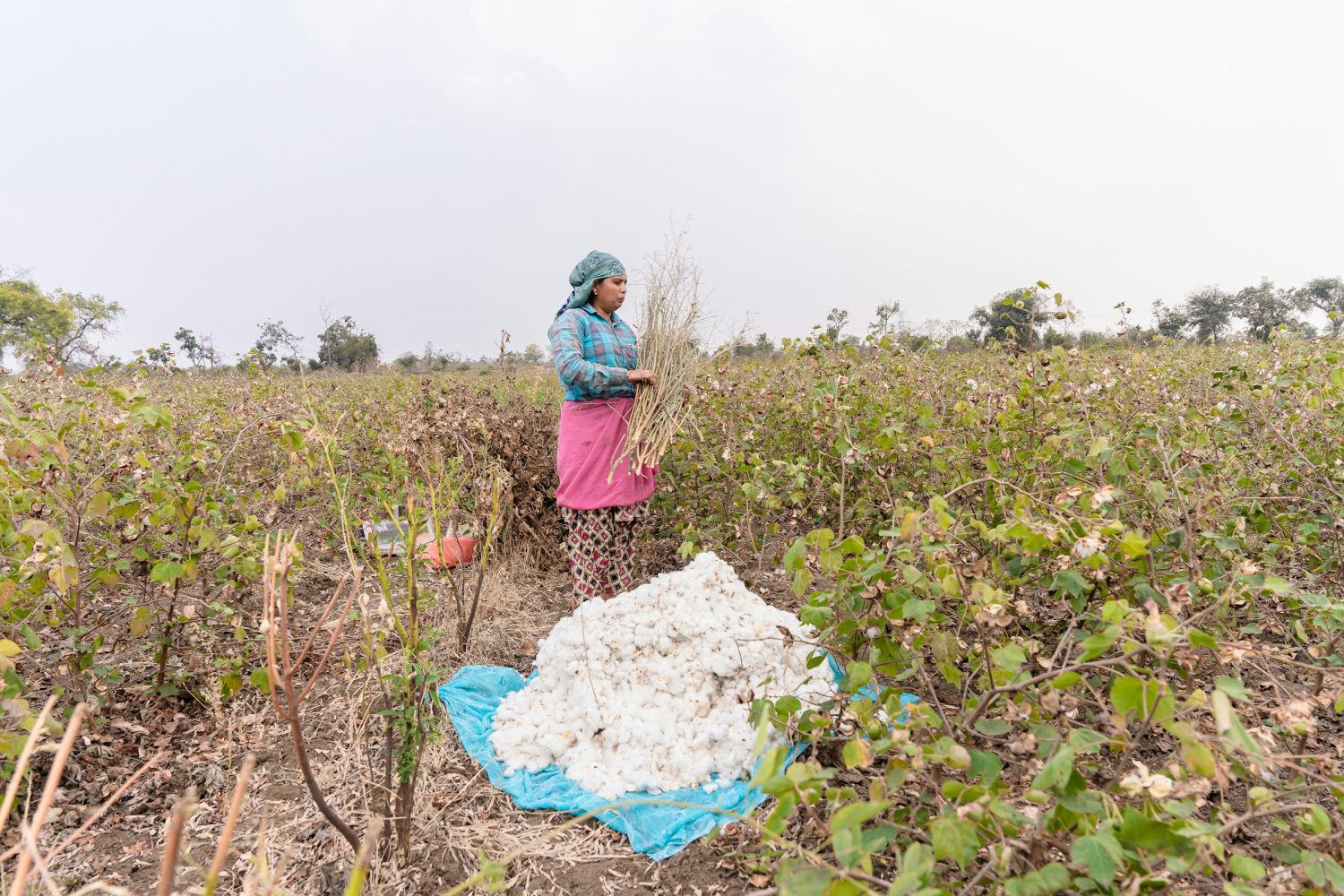 Building resilience for cotton farmers in India: evidence from Gujarat ...